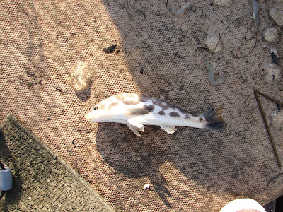 Bayou Lady: Ground mullet, Gaff Topsails and Jelly Fish?