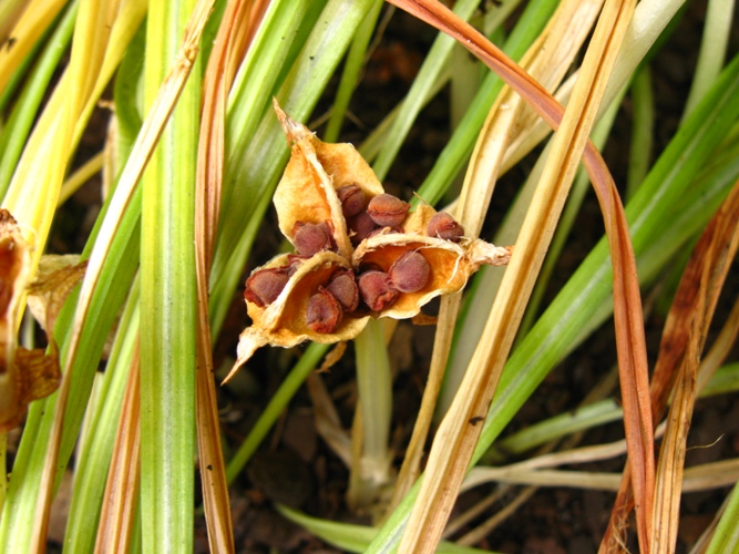 Ewa in the Garden: Crocus from seeds - no instant gratification