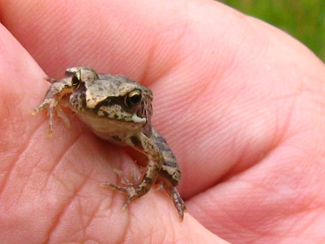 Frog Baby - The Best Animals