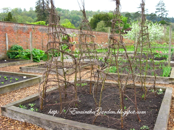 Ewa in the Garden: 22 Pictures of English Vegetable Garden
