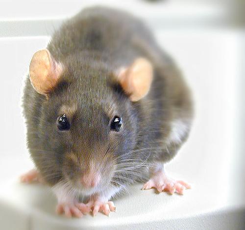 ESPAI LITERARI MINAIRONS 2010-11: EL RATOLÍ SAVI