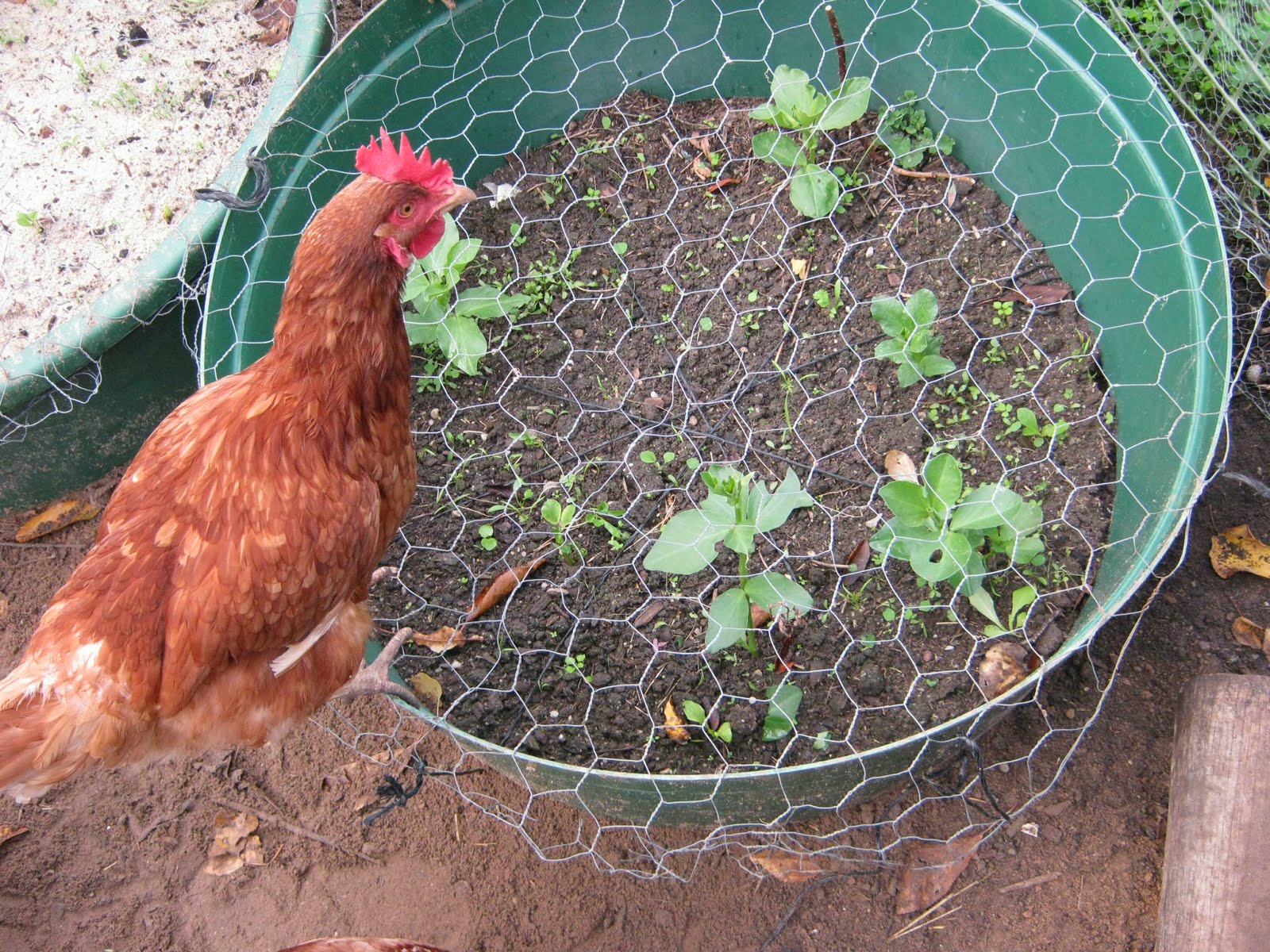 DIY greywater: DIY free-ranging chook feeder