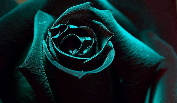 LEITORES.SOS: ROSA NEGRA