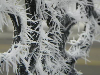 Beckstrand Bulletin: We woke up to this--Pogonip