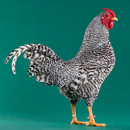 Peterson's Peeps: Choosing Breeds