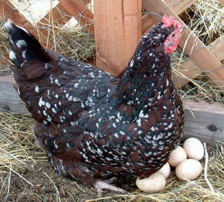 Peterson's Peeps: Choosing Breeds