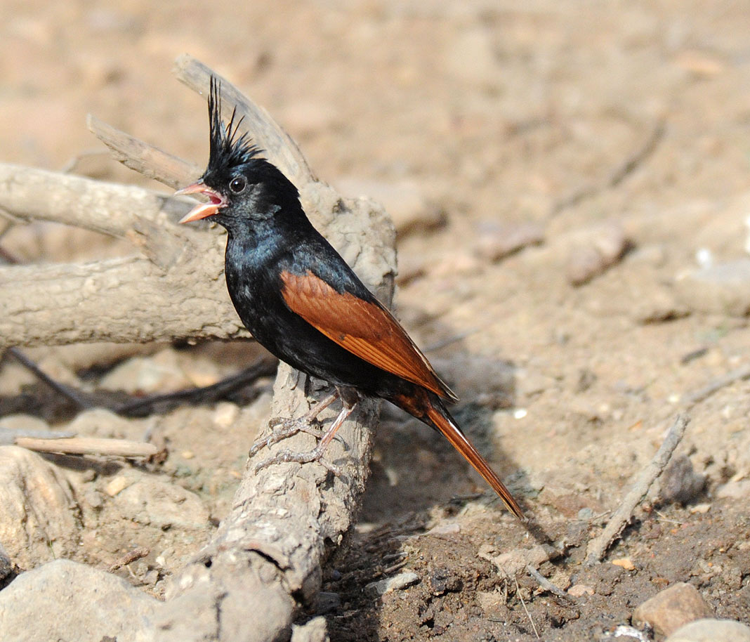 Indian Birds Photography: (delhibirdpix) Birds of Ranthambhore ...