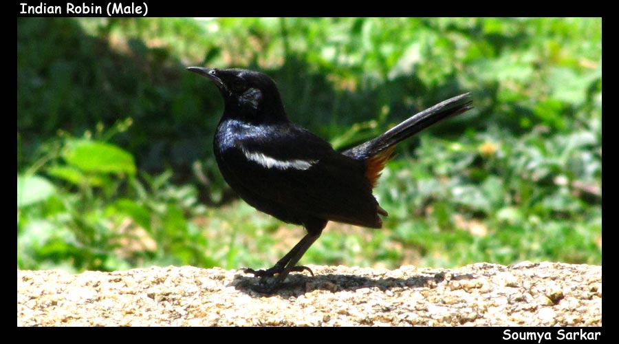 Indian Birds Photography: [BirdPhotoIndia] Indian Robin (Male)