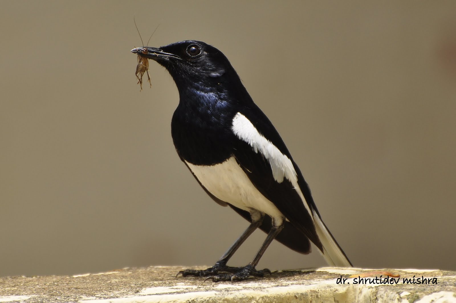 Indian Birds Photography: [BirdPhotoIndia] Oriental Magpie Robin: Adult ...