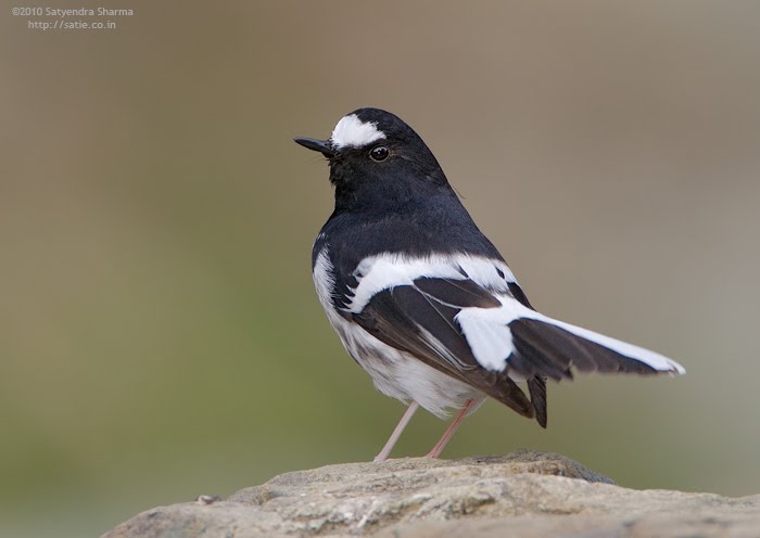 Indian Birds Photography: (delhibirdpix) Little Forktail