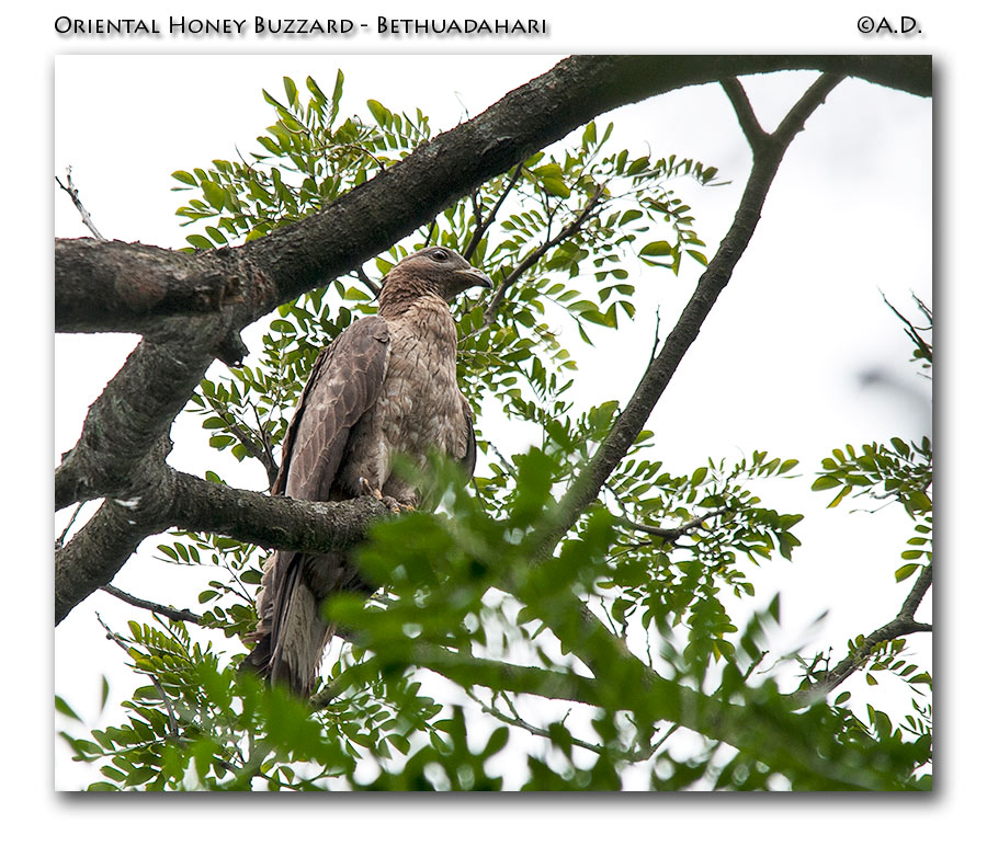 Indian Birds Photography: [BirdPhotoIndia] Oriental Honey Buzzard ...
