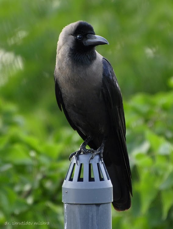 Indian Birds Photography: [BirdPhotoIndia] House Crow