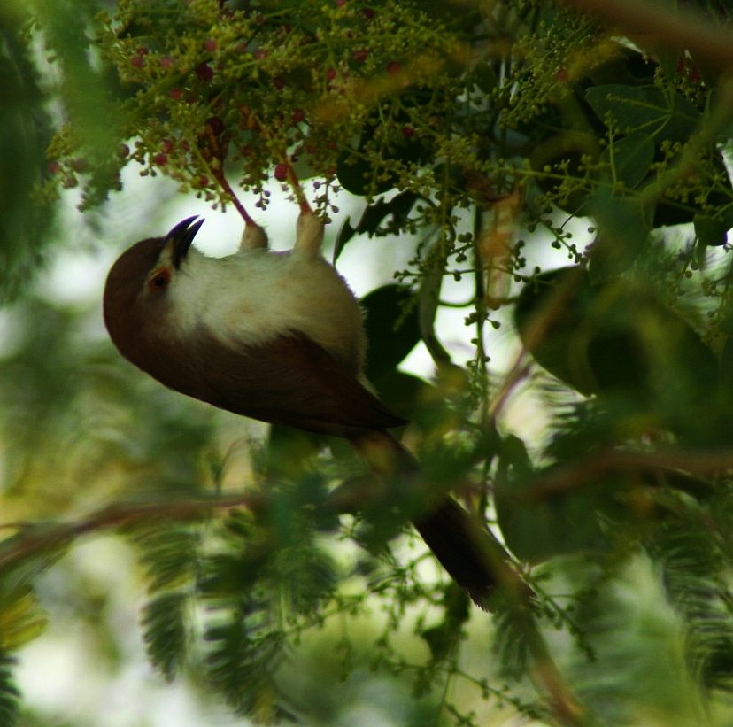 Indian Birds Photography: (delhibirdpix) Yellow-eyed Babbler, Chrysomma ...