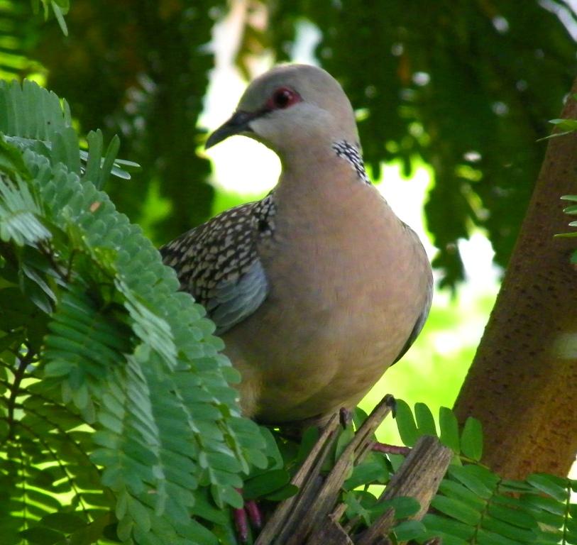 Indian Birds Photography: [BirdPhotoIndia] Dove Cottage