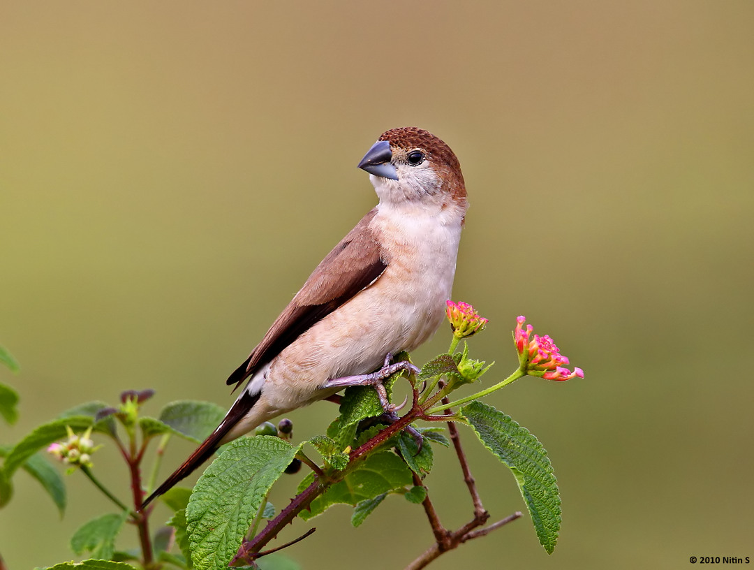 Indian Birds Photography: [BirdPhotoIndia] Indian Silverbill