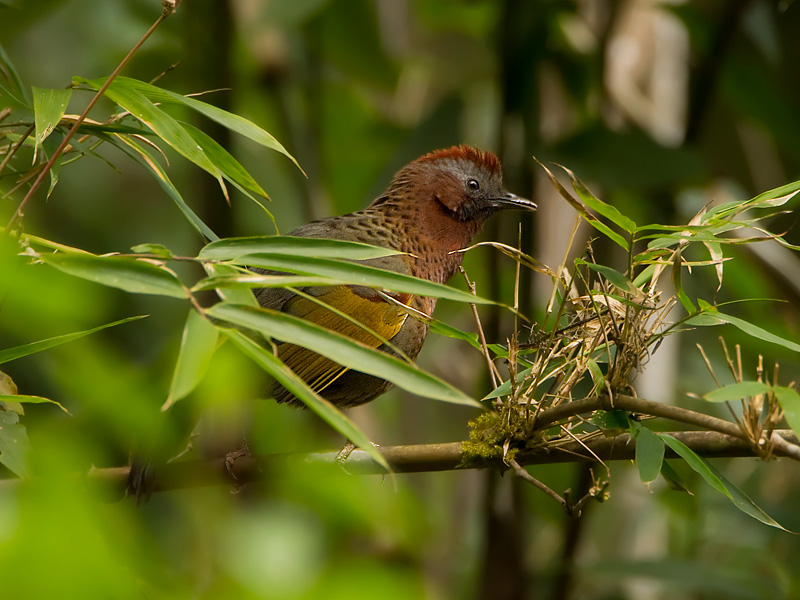 Indian Birds Photography: [BirdPhotoIndia] Assam Laughing Thrush ...