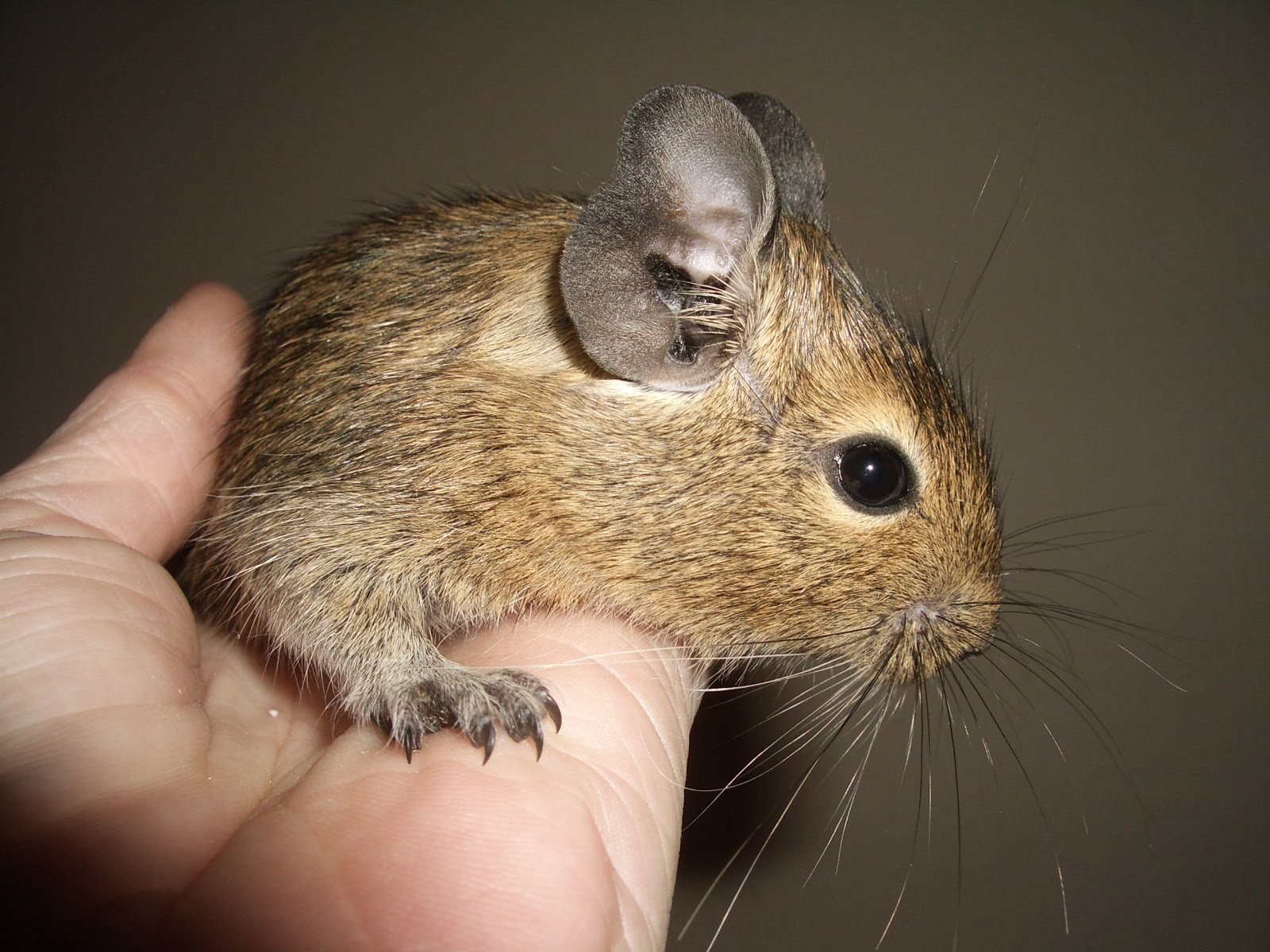 Cheshire Hamster Breeder: Two gorgeous baby boy Degus ready to leave home
