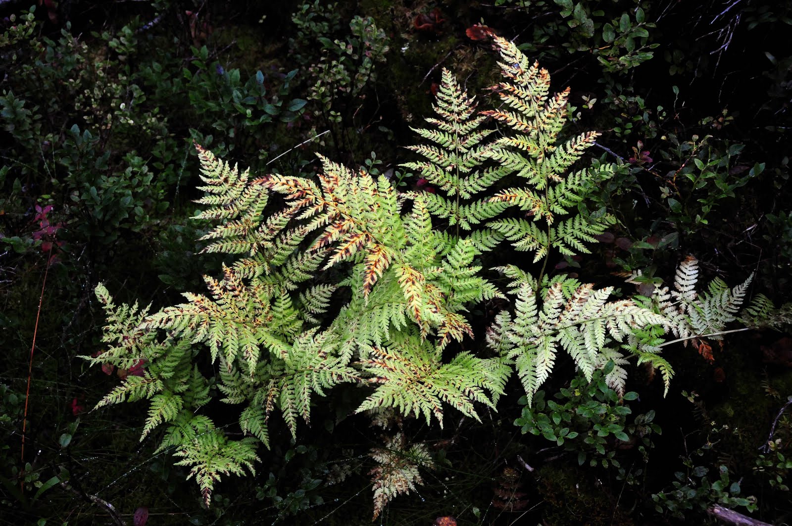 Naturfoto Einar Hugnes: Bregner i høstskogen