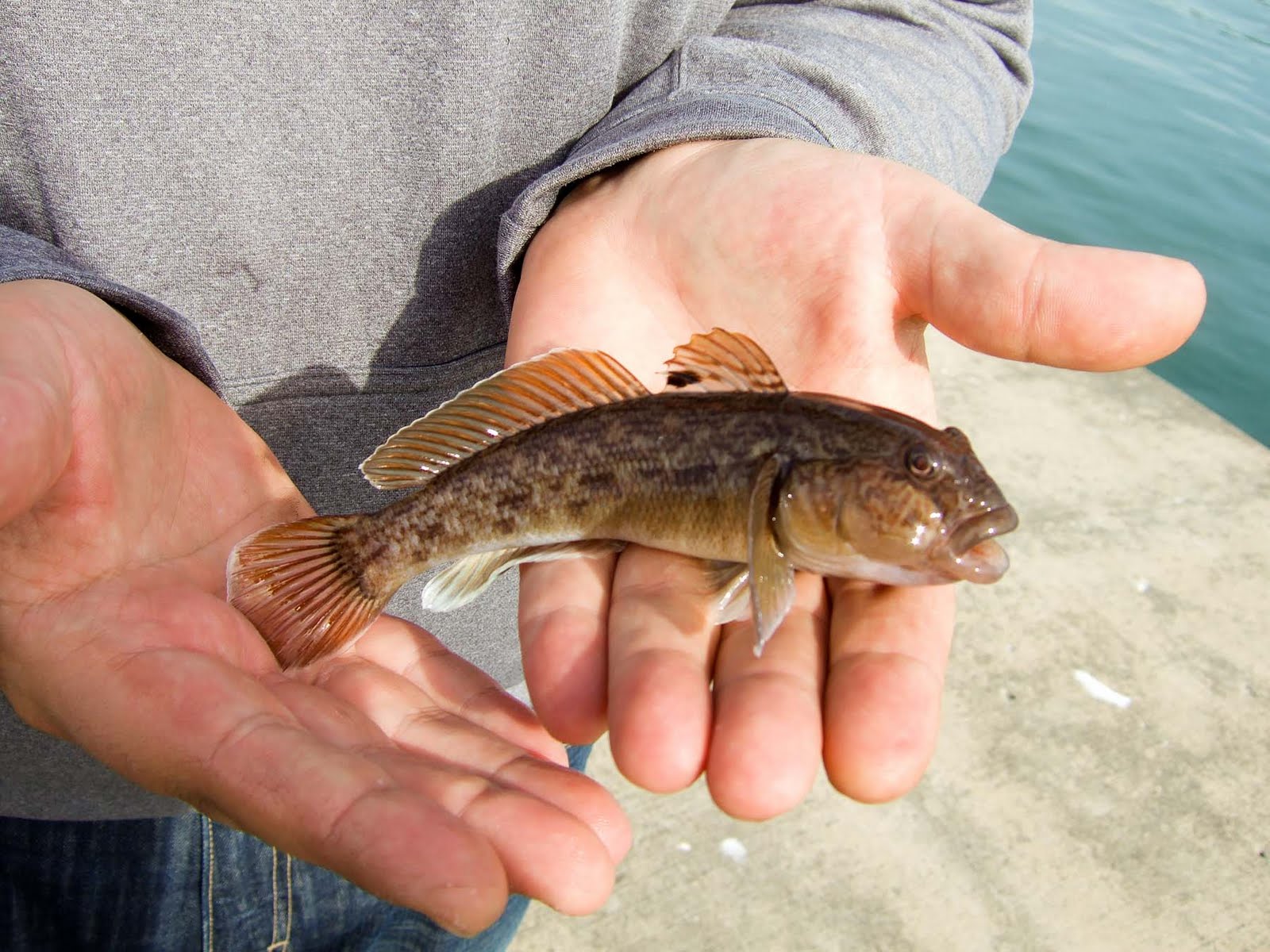 "The Way I See It" - Russ Lowe: Lake Michigan Mottled Sculpin or Just A ...