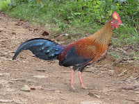 Explore Sri lanka: Our national bird "Ceylon jungle fowl"