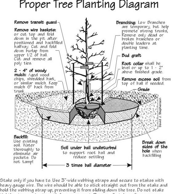 TREE PLANTING: Tree Planting Proceedures