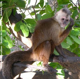 Macacos: Macaco Capuchinho