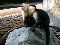 Macacos: Macaco Capuchinho