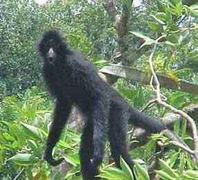 Macacos: Macaco-aranha-preto