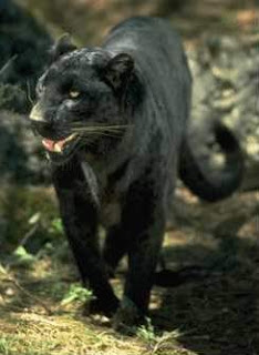 O mundo dos animais: Pantera