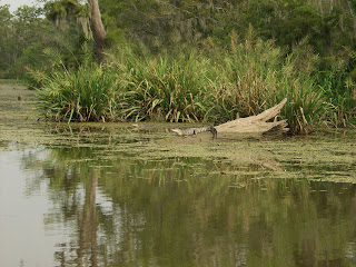 On the road with the free and easy riders!: Garfish Rodeo 2009