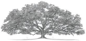 Oak Tree Festival Blog