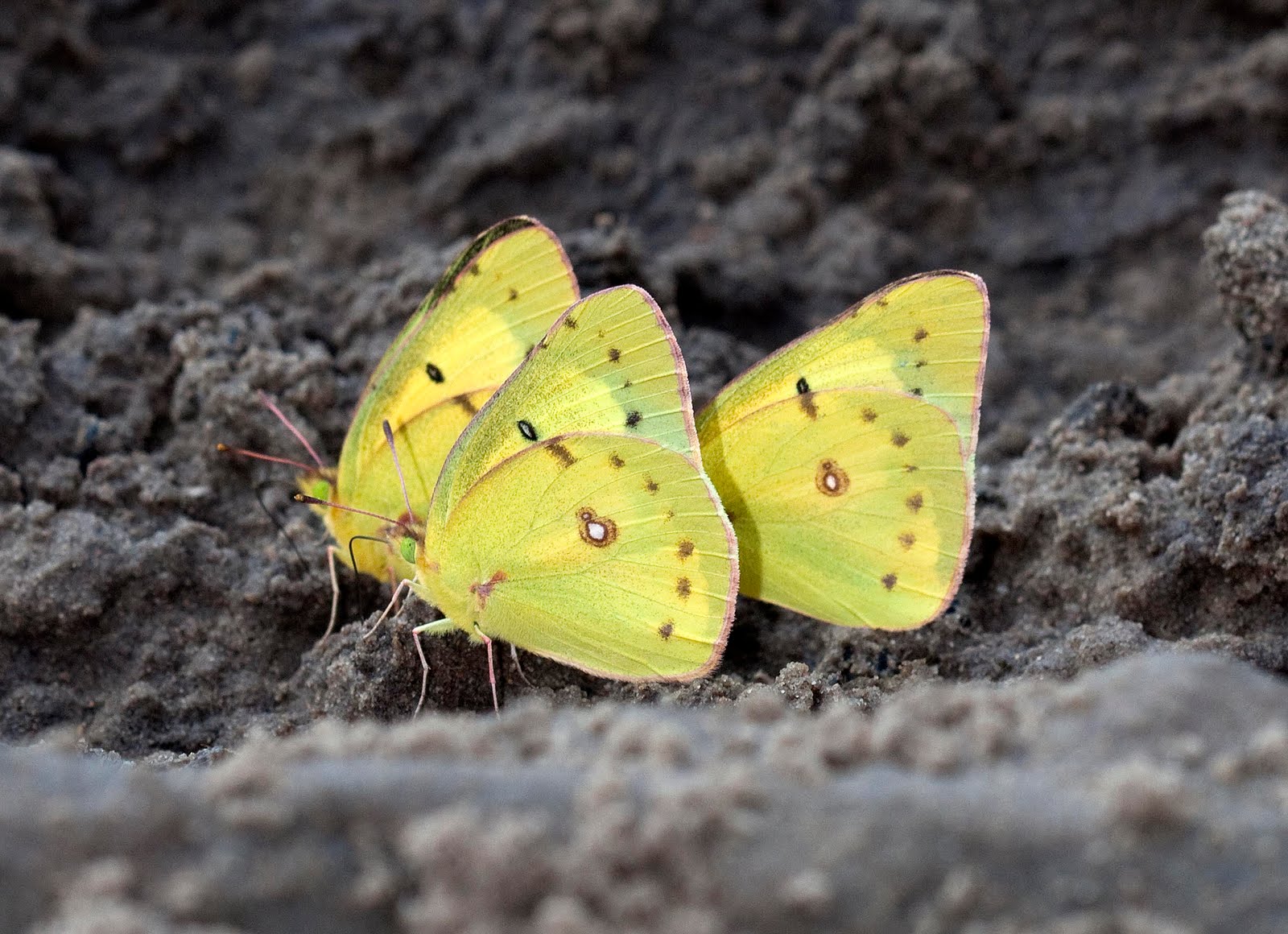Illinois Natural History Survey: Puddle Clubs