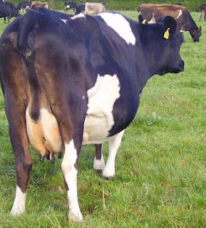 Cows, calves and veterinary: Condition scoring