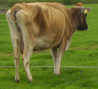 Cows, calves and veterinary: April 2008