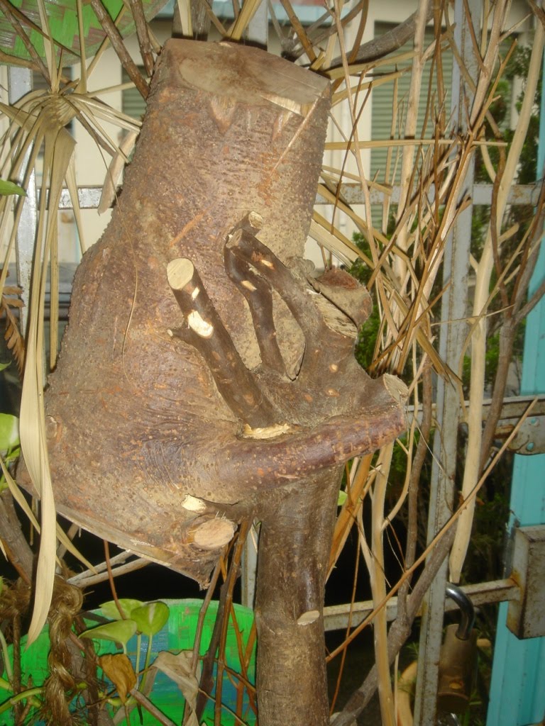 SENI RAHSIA ALAM: Kayu Pegang Penunduk Merah