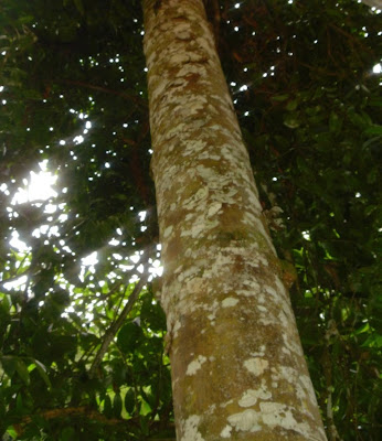 SENI RAHSIA ALAM: POKOK SENONG ( RAJA KAYU )