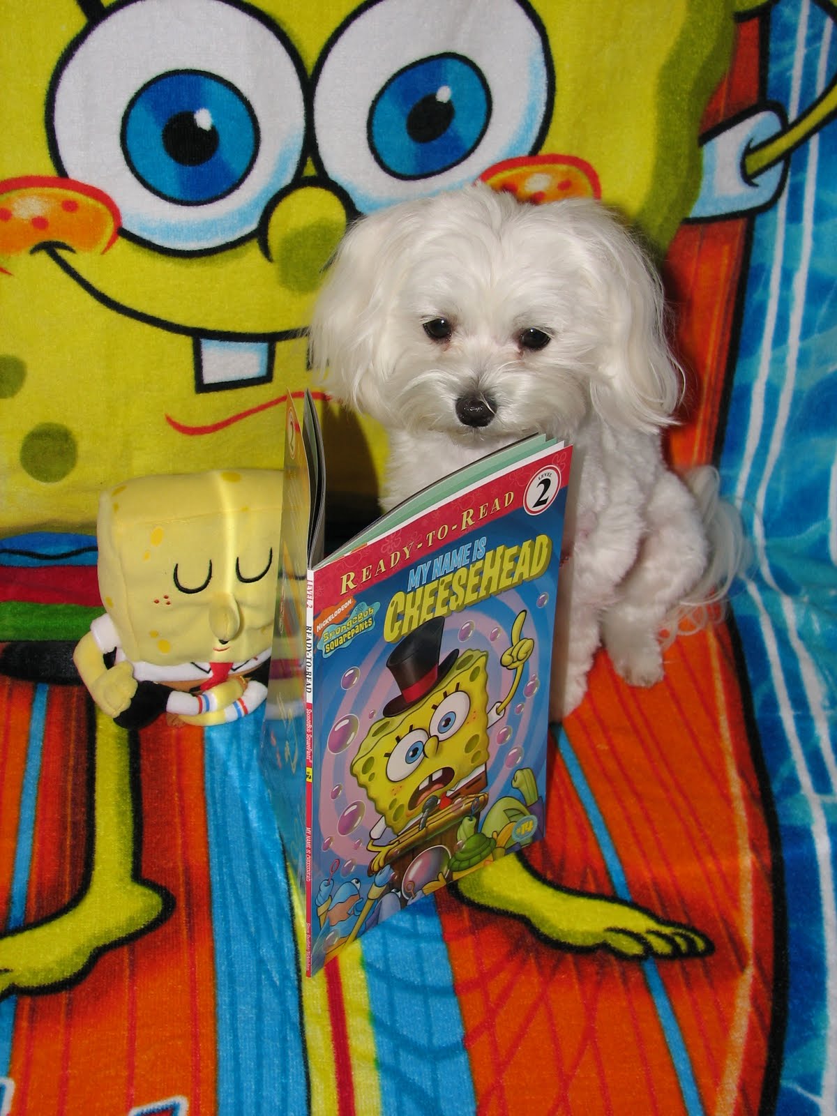 RILEY AND STAR MY MALTESE KIDS: SPONGEBOB DOES A GOOD DEED.