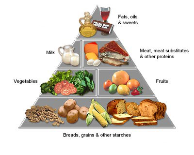 UPSR: Chapter 1 : Living Things Have Basic Needs