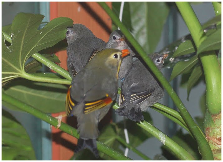Finch&Softbill: Baby Pekin Robins Leave the Nest