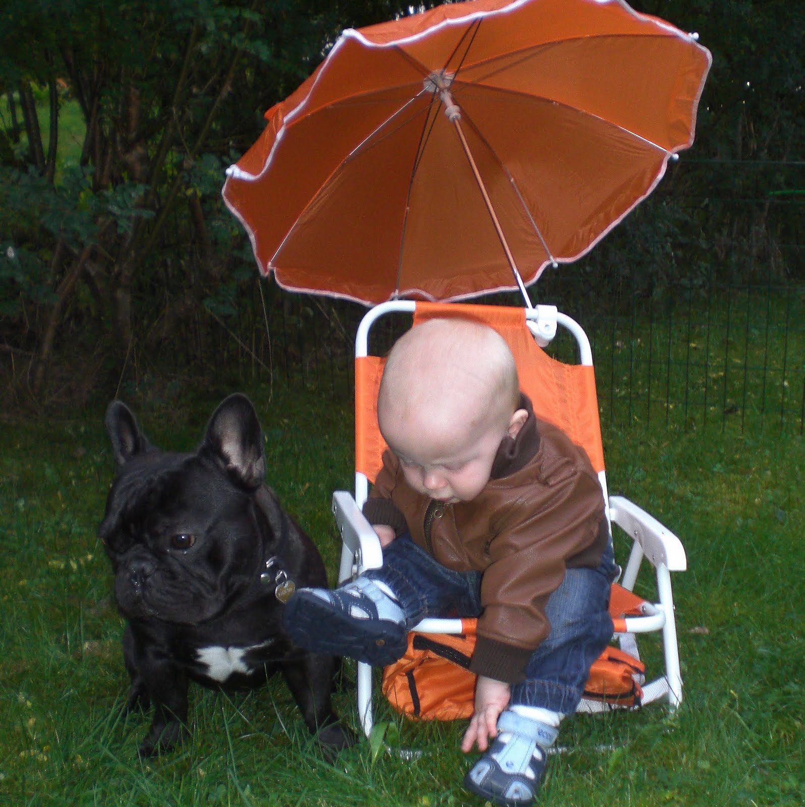 Fransk Bulldog & Peruviansk nakenhund.: En hverdag med Baby og hund.