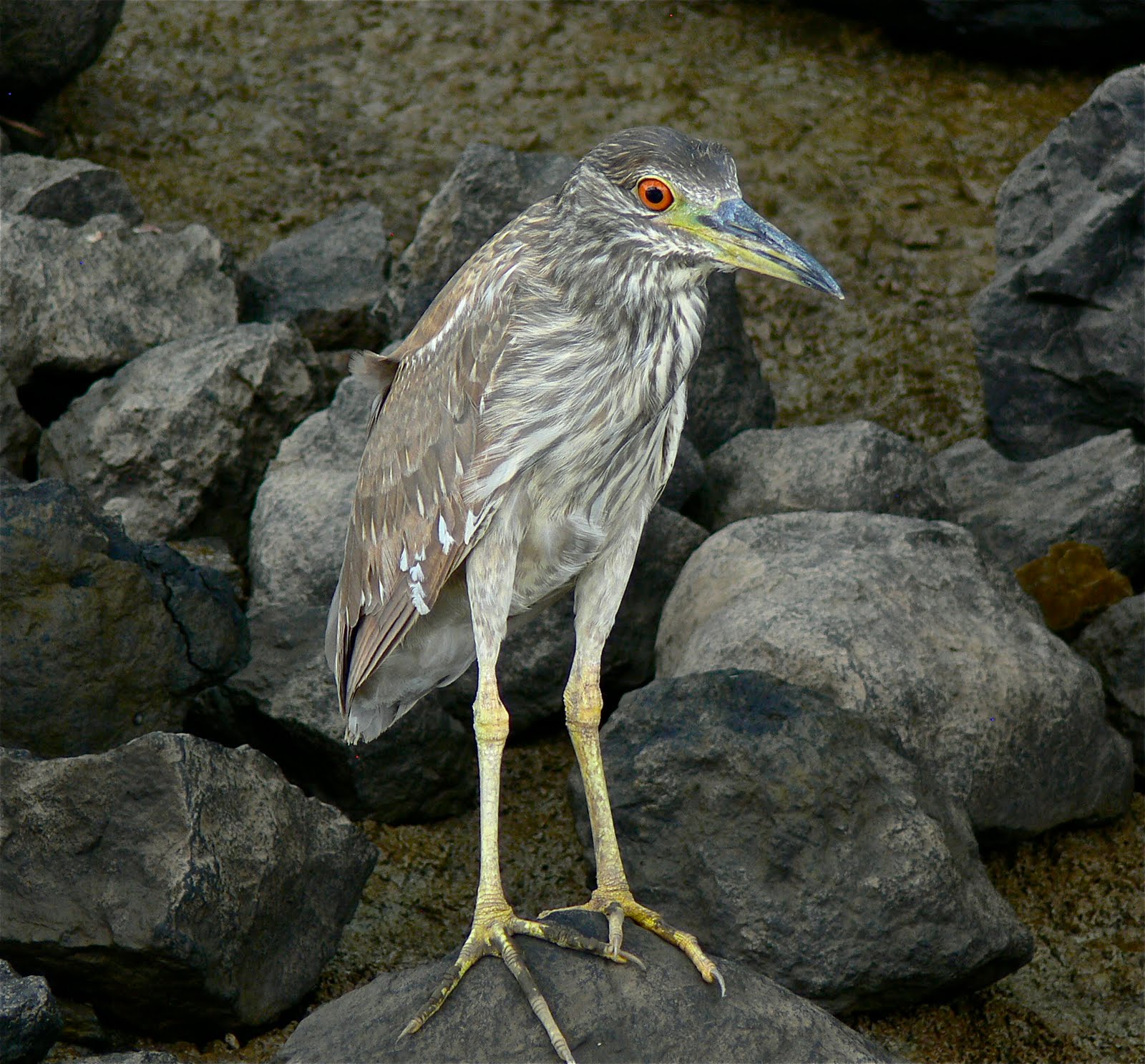 Tamarindo, Costa Rica Daily Photo: Heron