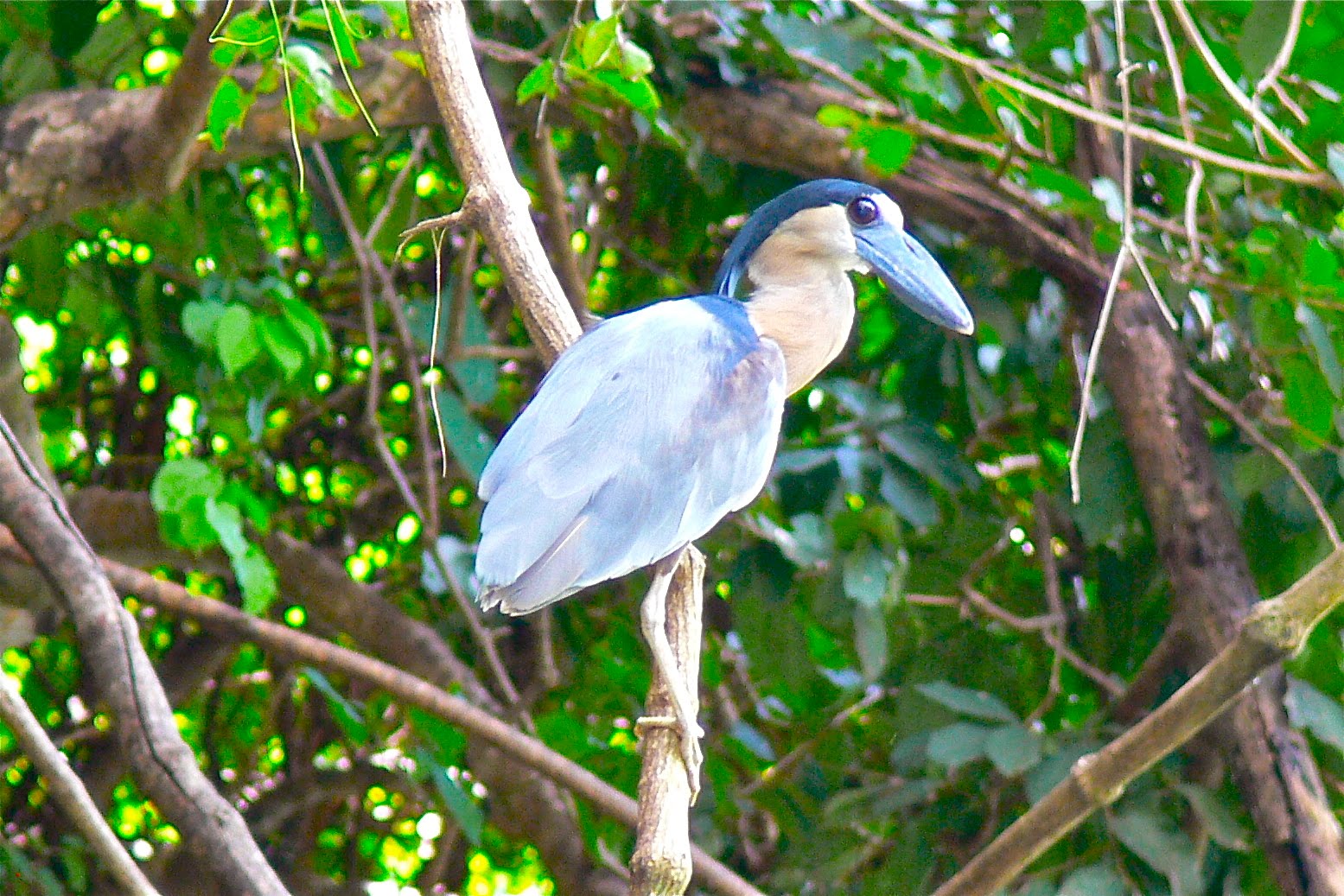 Tamarindo, Costa Rica Daily Photo: Colorful Boat-Billed Heron on Rio ...
