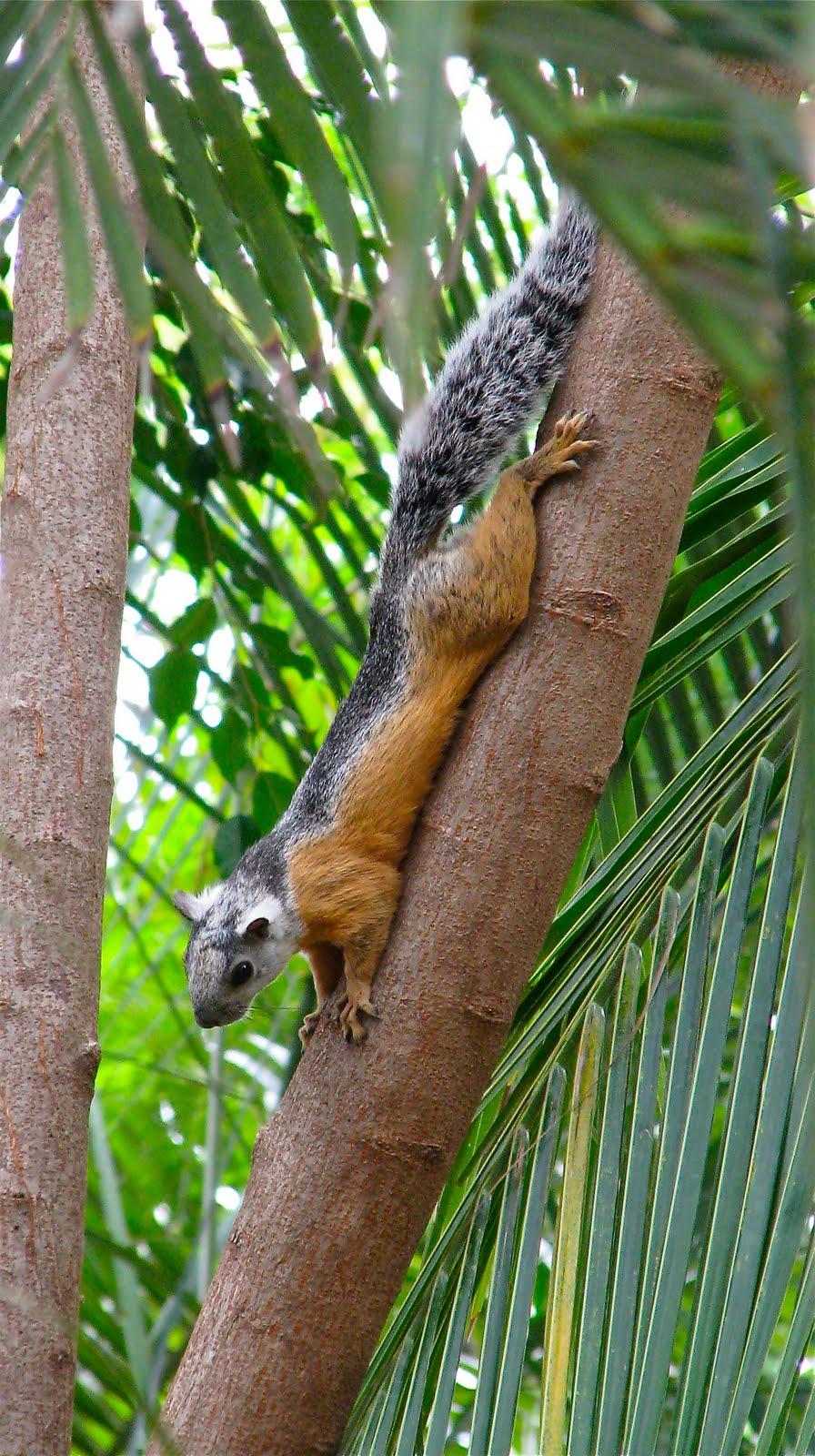 Tamarindo, Costa Rica Daily Photo: Costa RIcan Squirrel