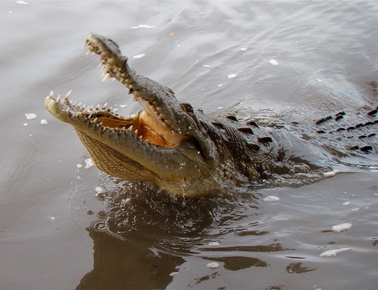 Tamarindo, Costa Rica Daily Photo: Photo of a fierce, hungry crocodile