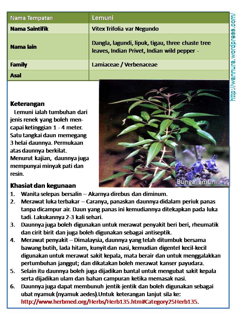 Fuziah Sulaiman blog: Kenali flora edibel : Pokok LEMUNI (Vitex trifolia )