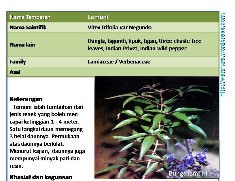 Fuziah Sulaiman blog: Kenali flora edibel : Pokok LEMUNI (Vitex trifolia )