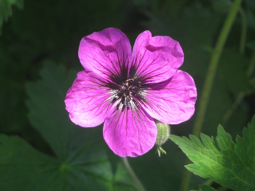 Le Jardin de Vérone: Géranium ' Sandrine