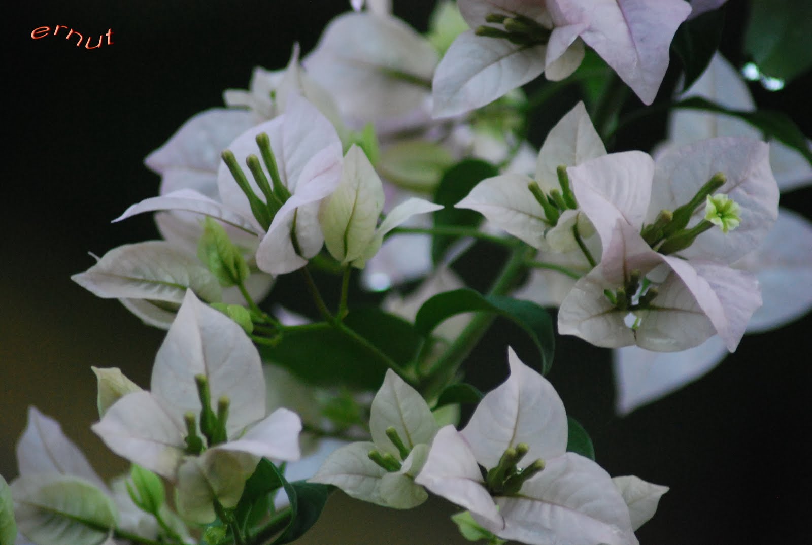 BaLa KuRaWa eRNuT: bugenvil putih...