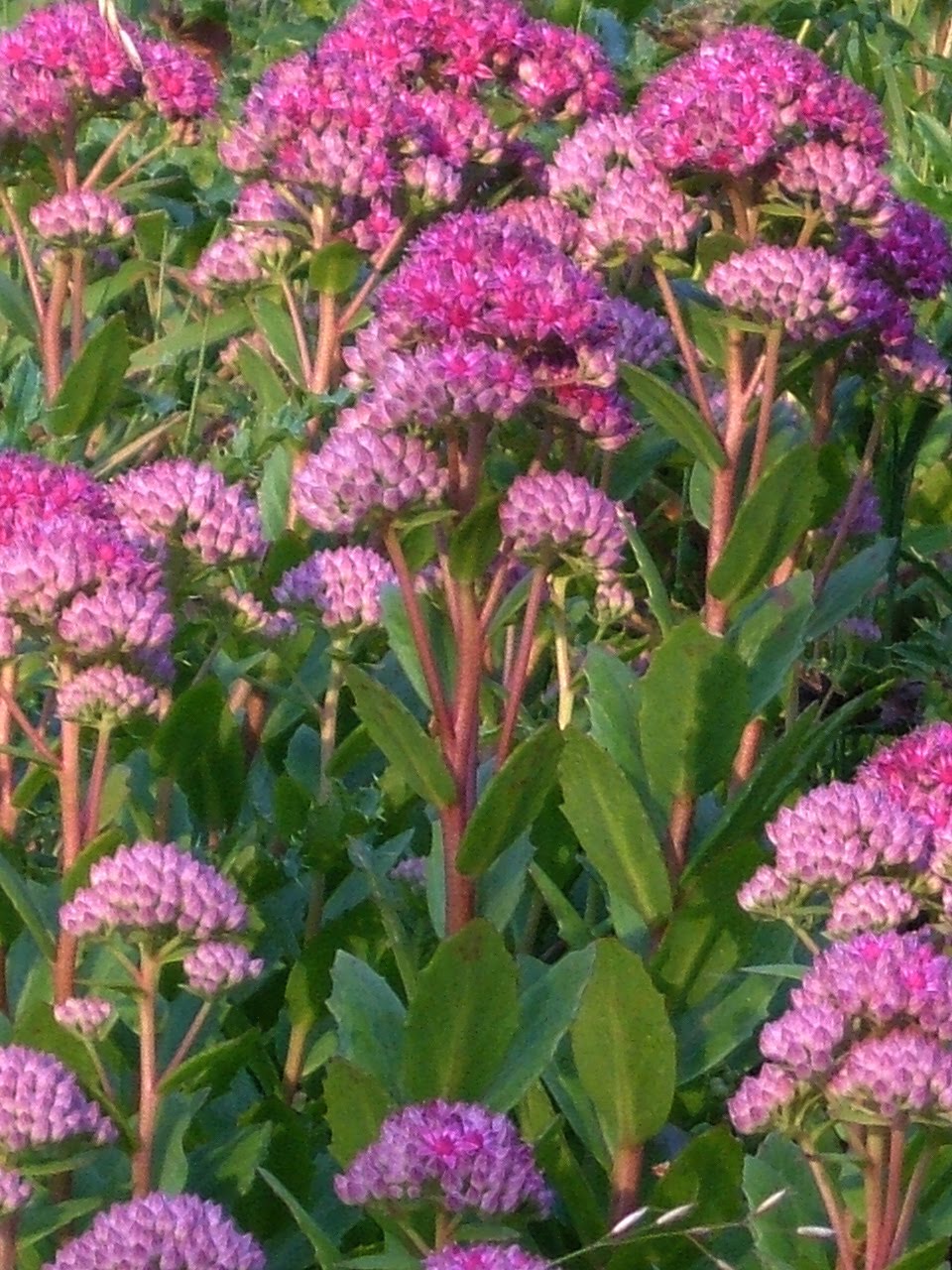 Walking The Line: Mormond Stag