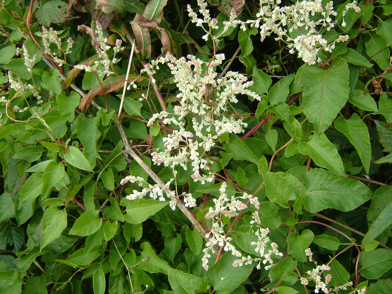Walking The Line: Longside to Newseat Halt